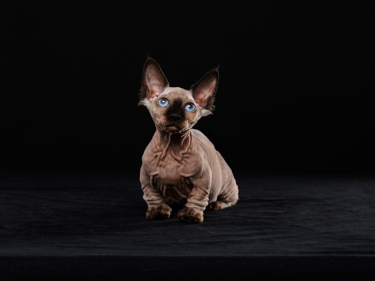 Sphynx Kittens For Sale | Georgia Hairless Cat Breeder