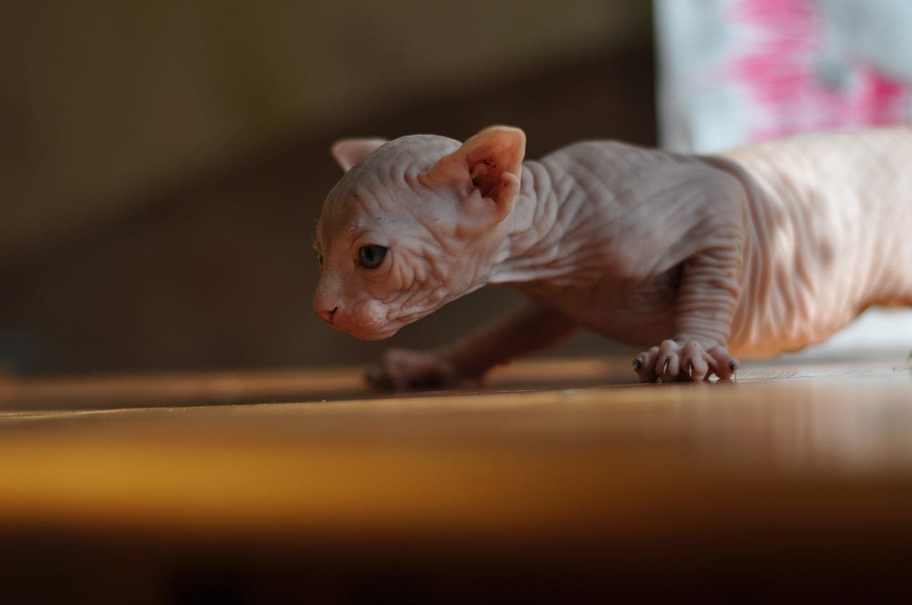 About | Purradox Sphynxery | Luxury Sphynx Cattery