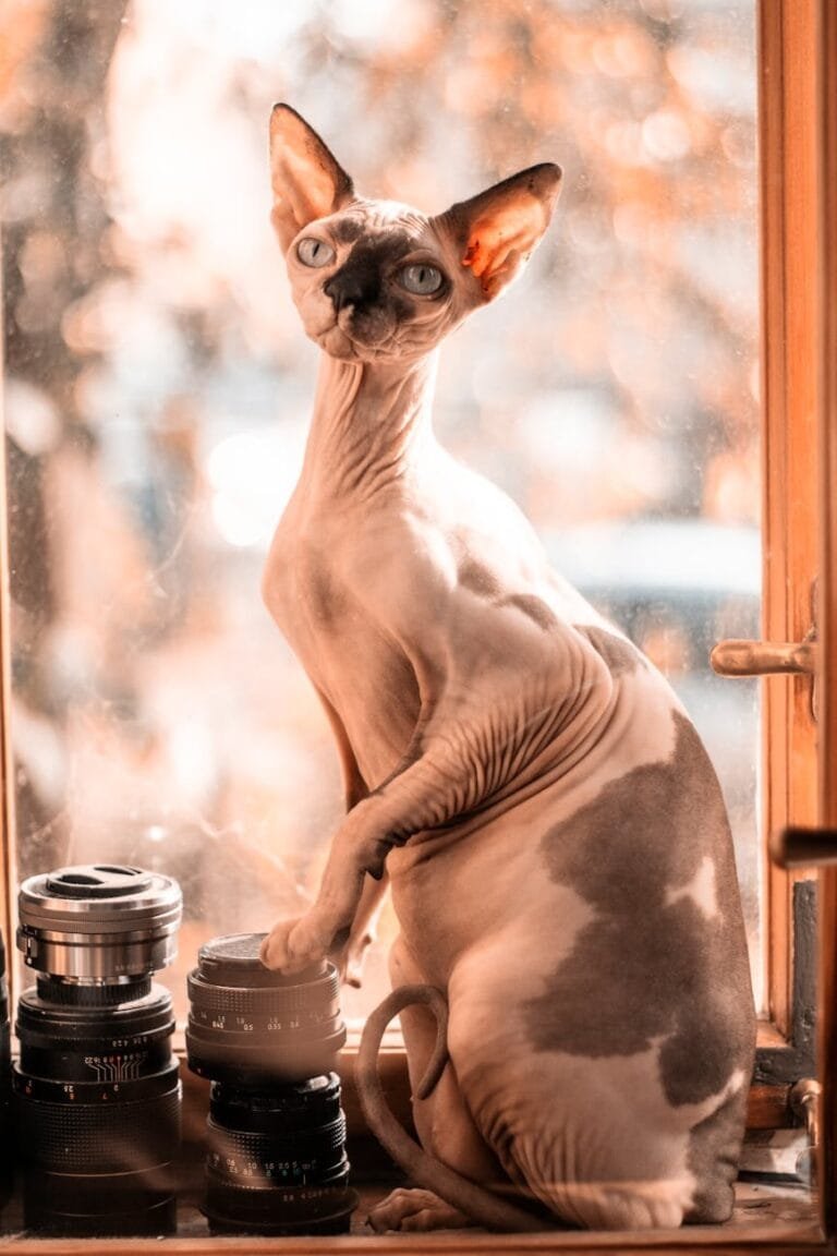 Understanding Sphynx Cat Behavior A Detailed Guide