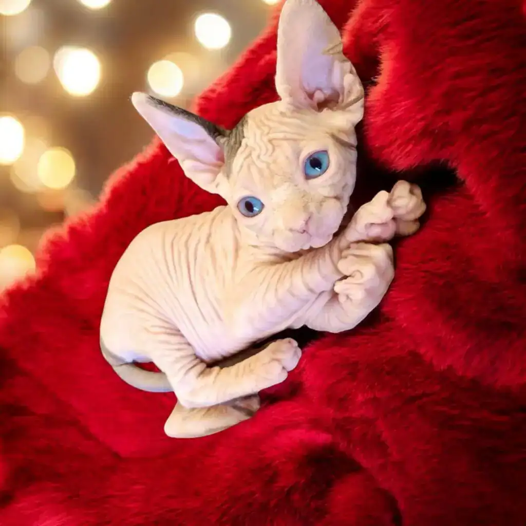Sphynx Kittens For Sale In Colorado | Purradox Sphynxery