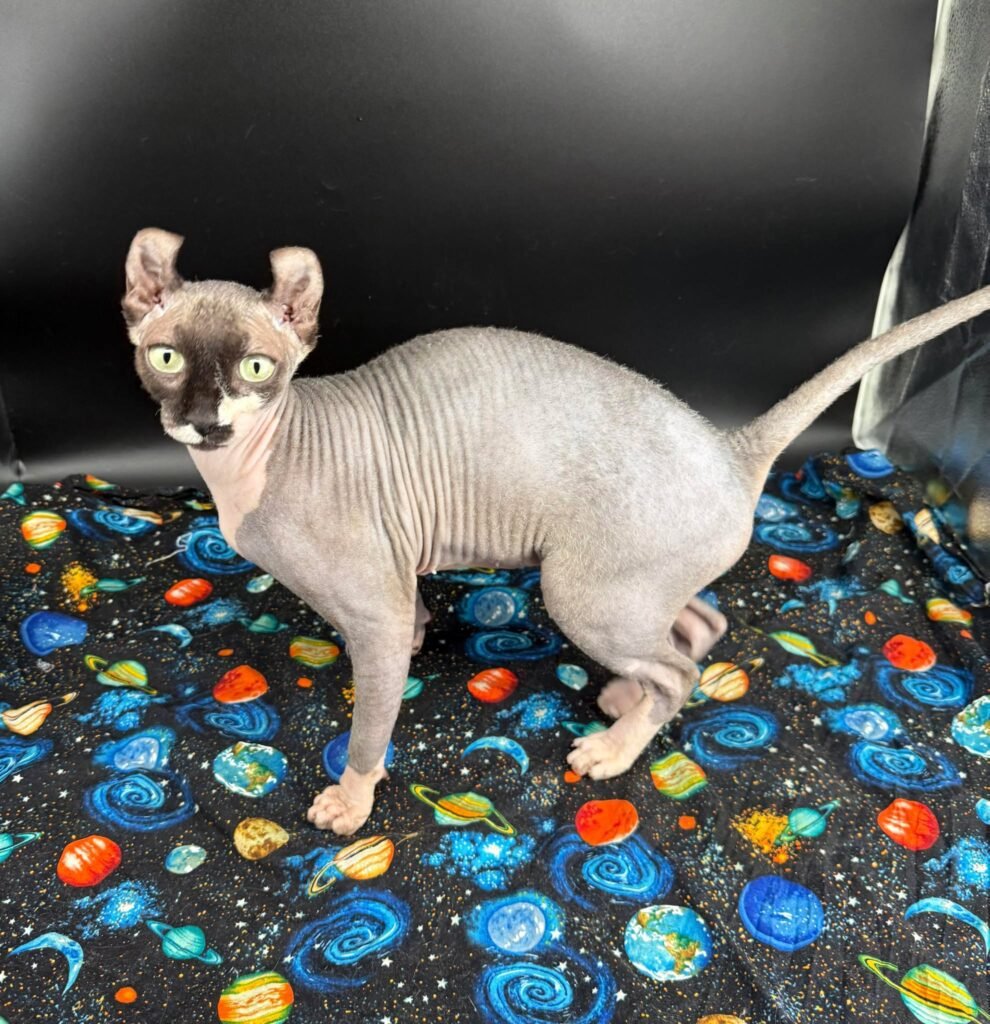 Purradox Neytiri: Black Bicolor Elf Sphynx Female Kitten