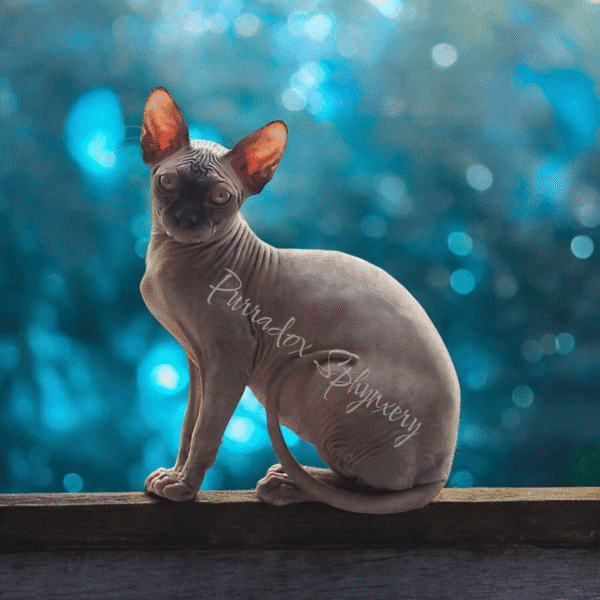 King Lazlo | Chocolate Sphynx King | Purradox Sphynxery
