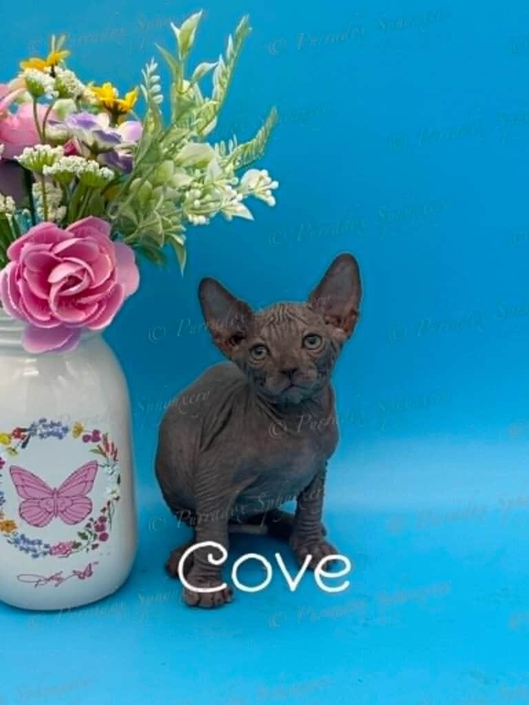 Sphynx Kittens In California | Purradox Sphynxery
